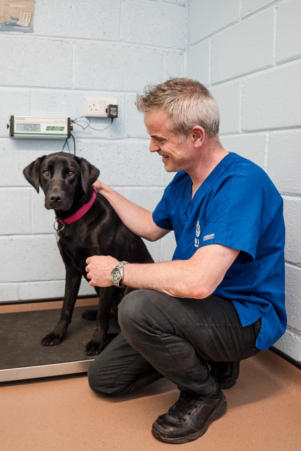 Home - Viking Veterinary Clinic Waterford, care of companion animals